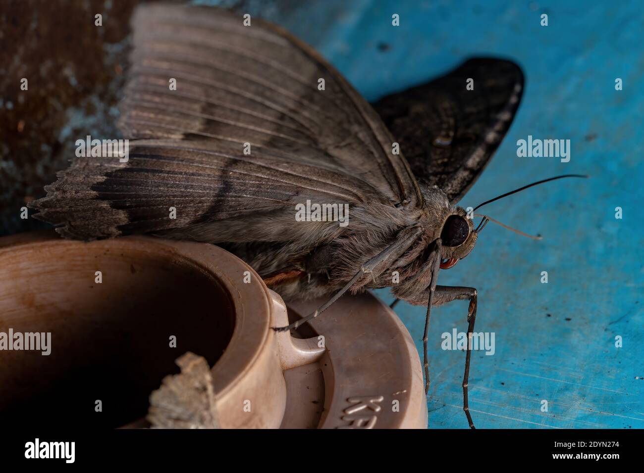 Black Witch moth of the species Ascalapha odorata Stock Photo - Alamy