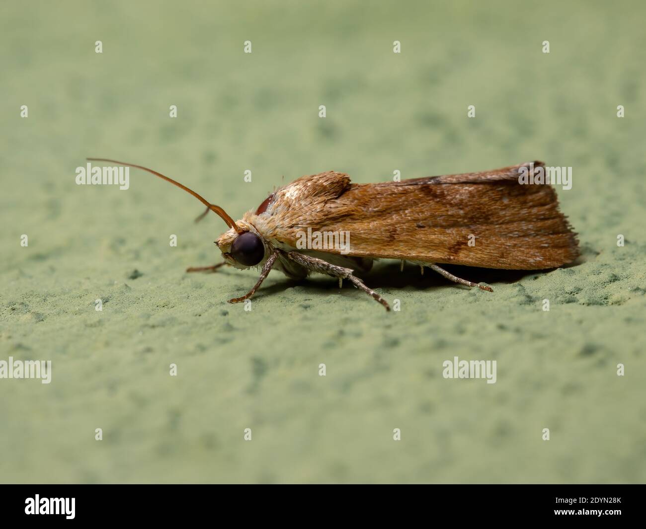 Small Yellow Moth of the Tribe Acontiini Stock Photo - Alamy