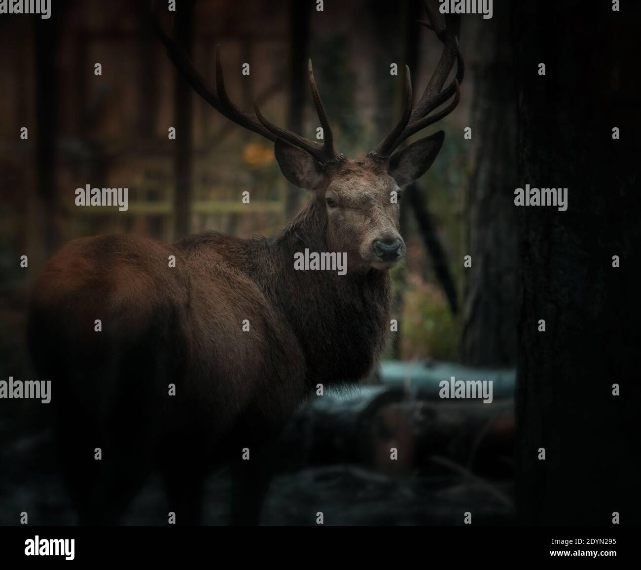 Stag deer looking back in the forest Stock Photo - Alamy
