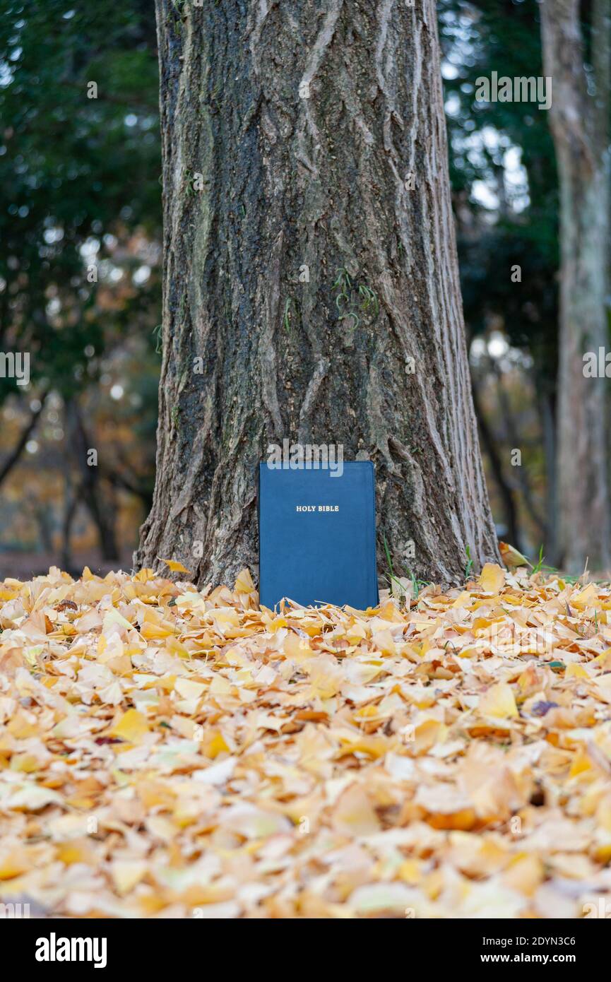 Holy Bible on tree trunk outdoors in autumn with yellow fallen leaves ...