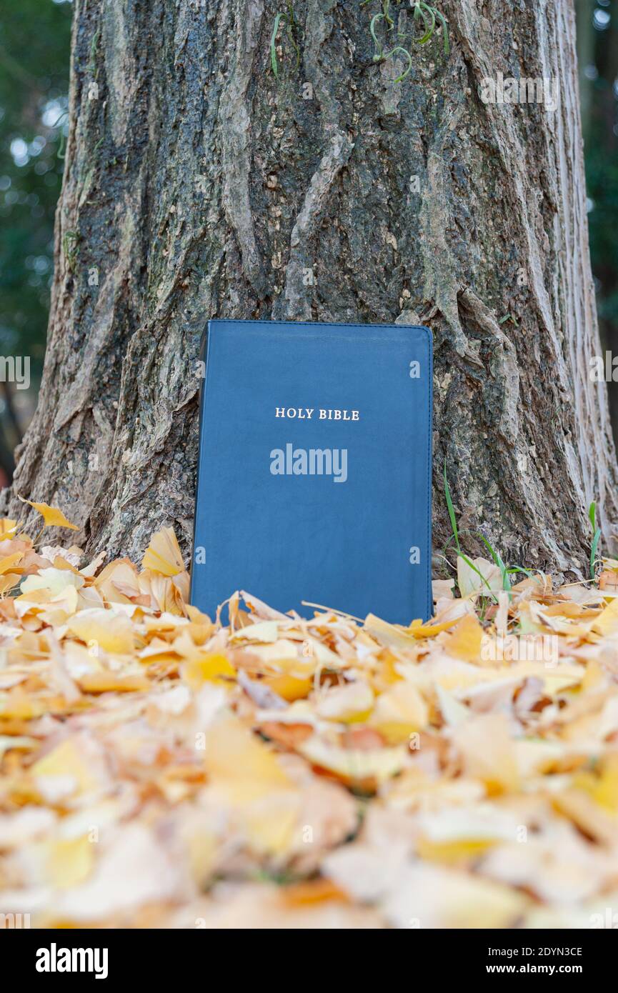 Holy Bible on tree trunk outdoors in autumn with yellow fallen leaves ...