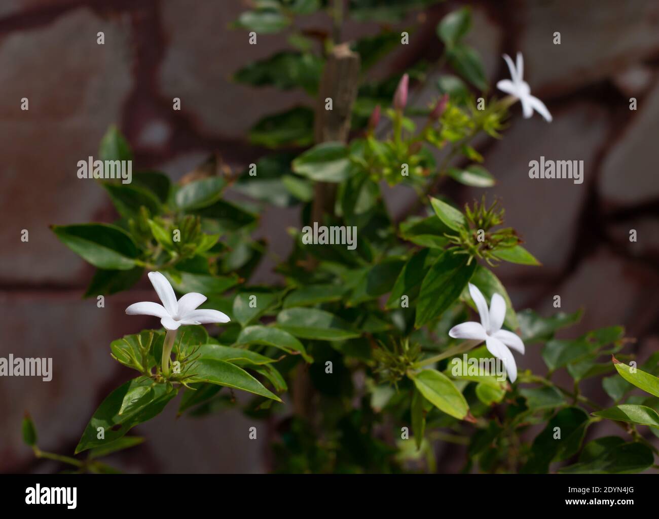 beautiful white aromatic jasmine flower in home garden. copy space ...