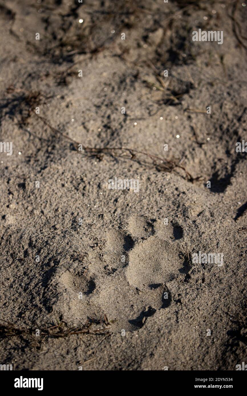 Tiger pug marks in Corbett Stock Photo - Alamy