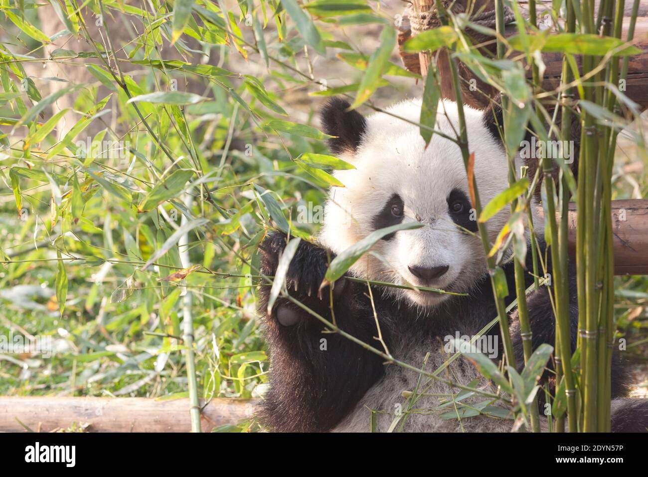 Panda eating bamboo at the Chengdu Research Base Of Giant Panda ...