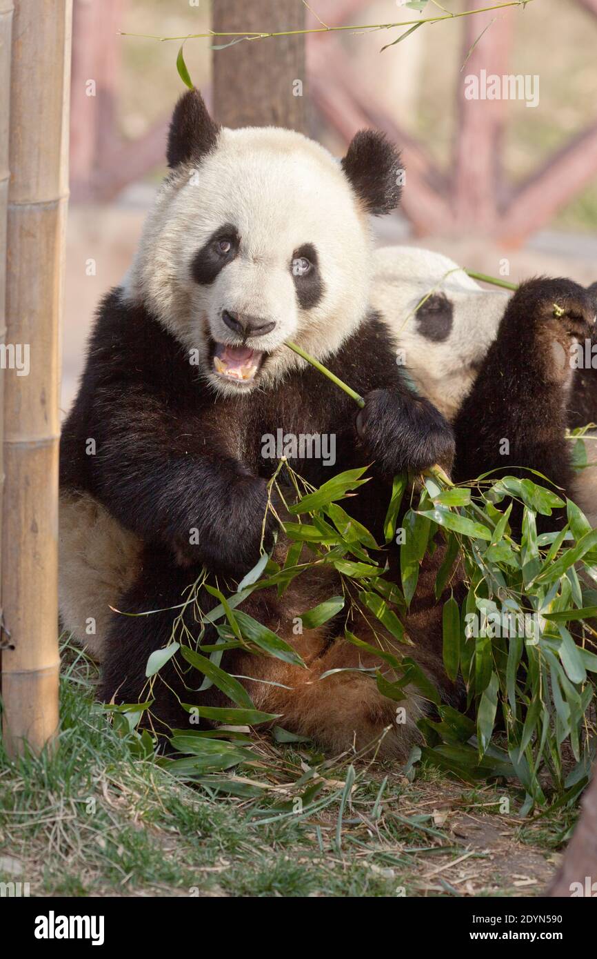Chengdu, China, Pandas eating bamboo at the Chengdu Research Base Of ...