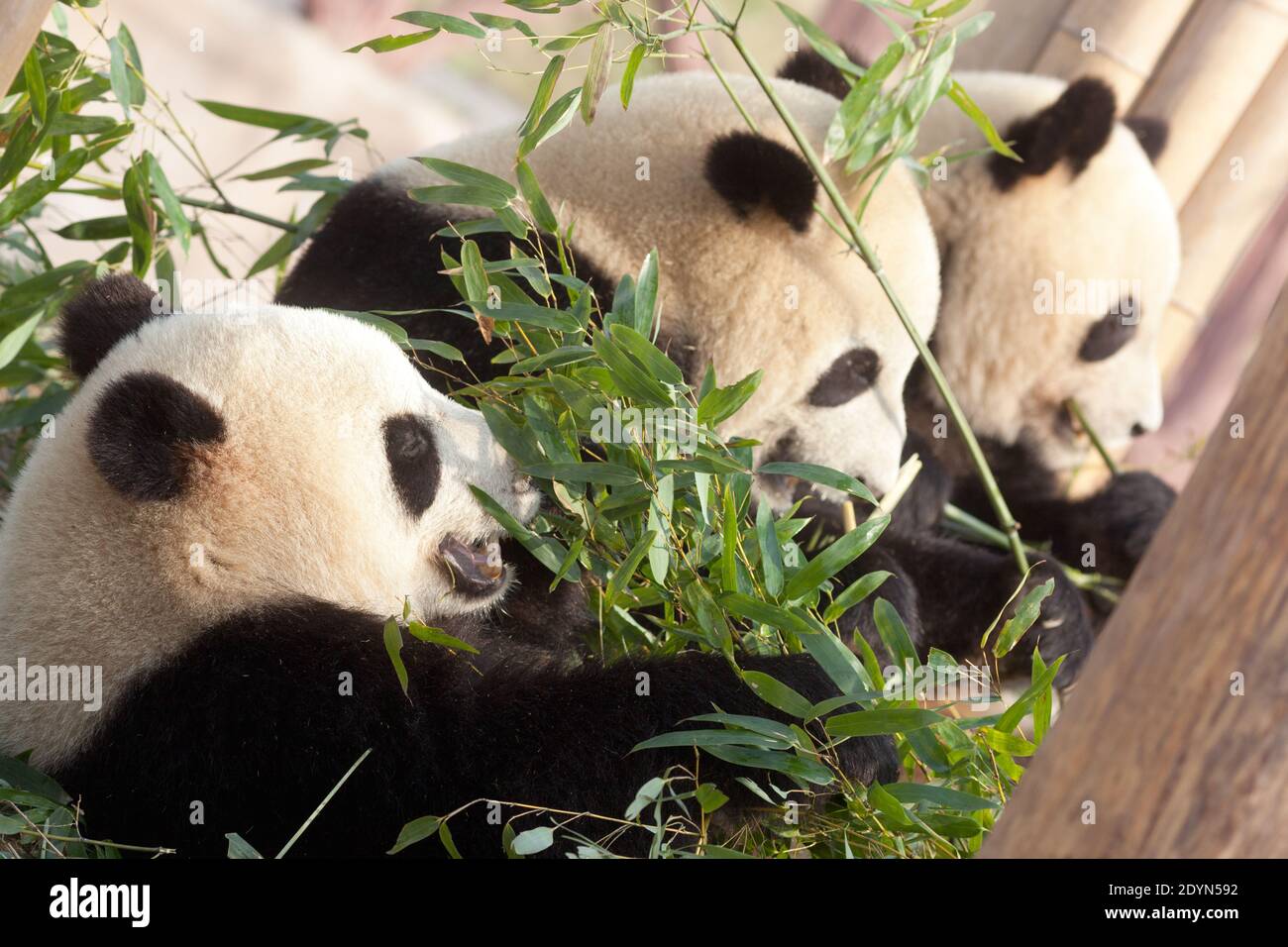 Chengdu, China, Pandas eating bamboo at the Chengdu Research Base Of ...