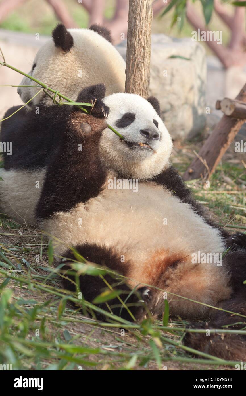 Chengdu, China, Pandas eating bamboo at the Chengdu Research Base Of ...