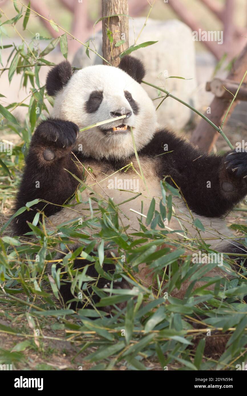Chengdu, China, Pandas eating bamboo at the Chengdu Research Base Of ...
