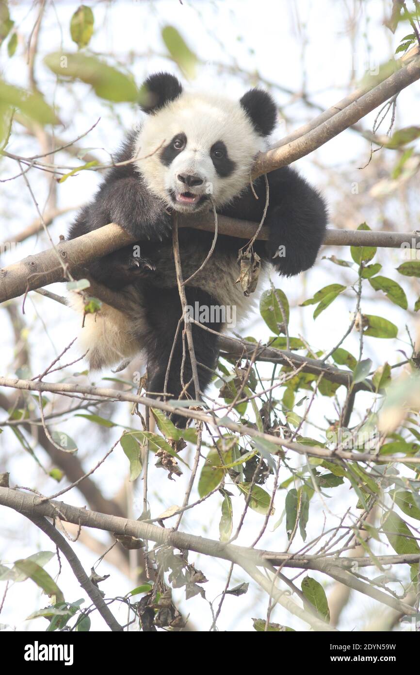Chengdu, China, Young panda hanging in a tree at the Chengdu Research ...