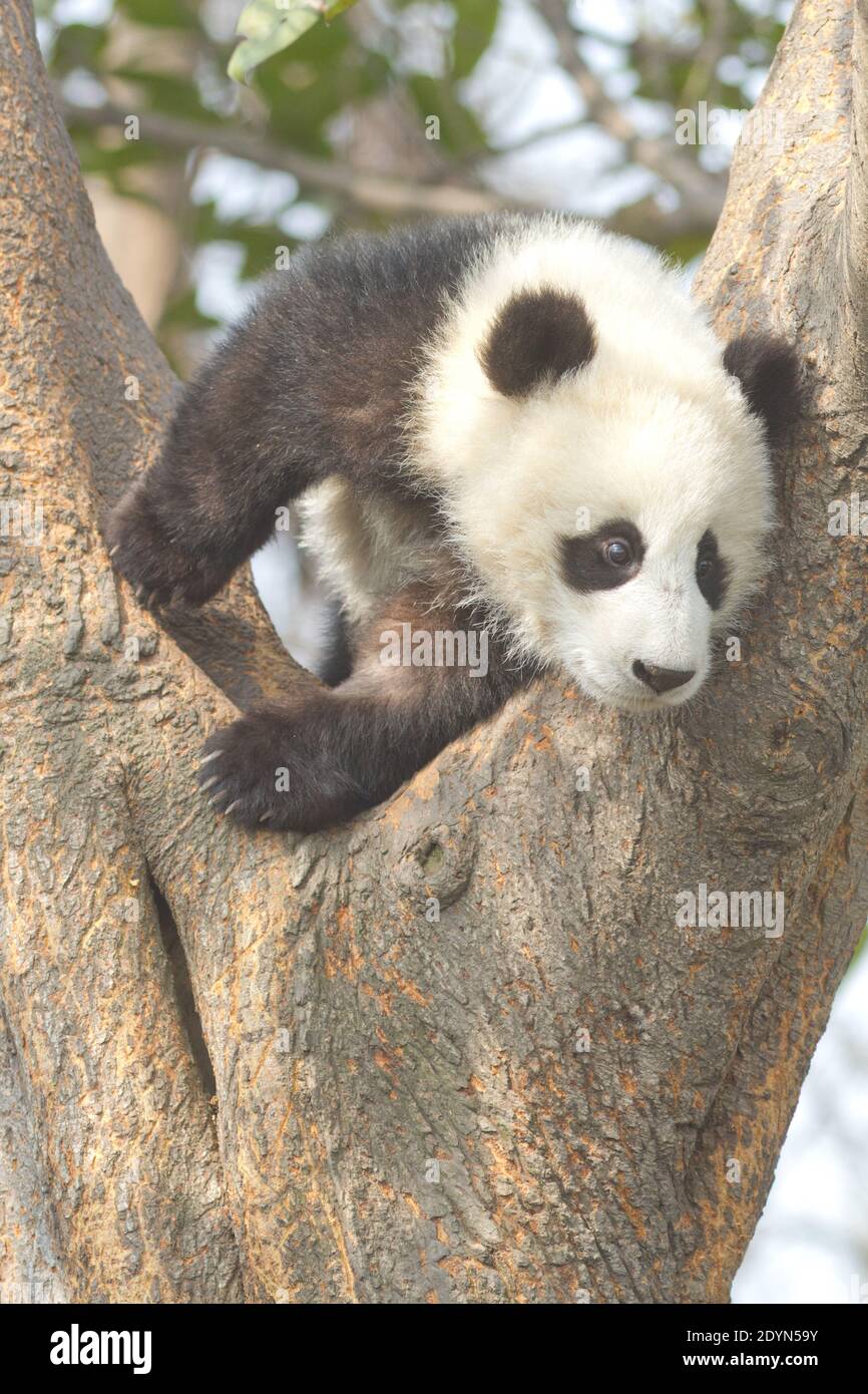 Chengdu, China, Young panda hanging in a tree at the Chengdu Research ...