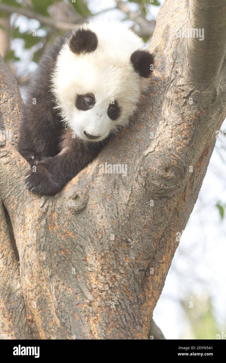 Chengdu, China, Young panda hanging in a tree at the Chengdu Research ...