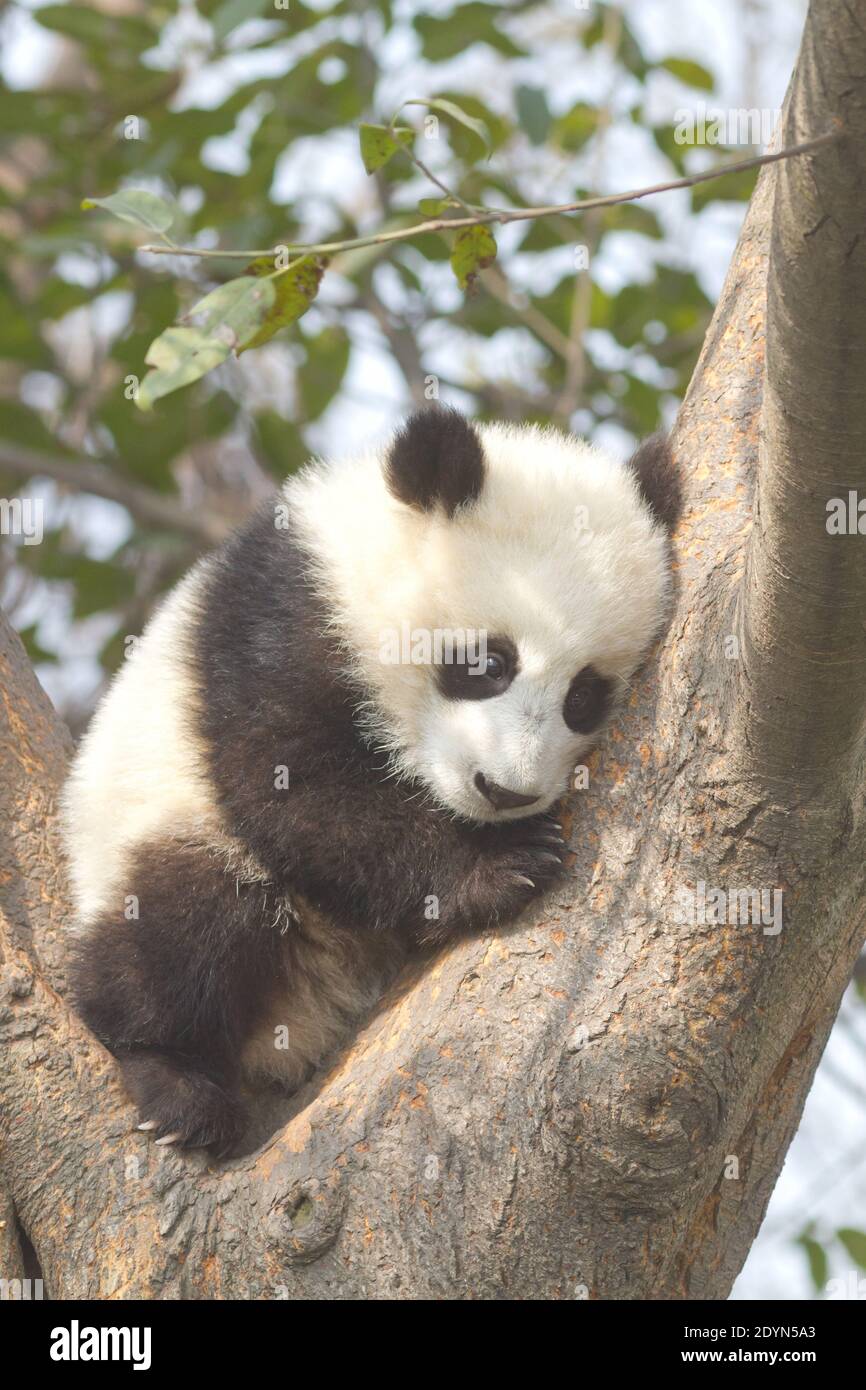 Chengdu, China, Young panda hanging in a tree at the Chengdu Research ...