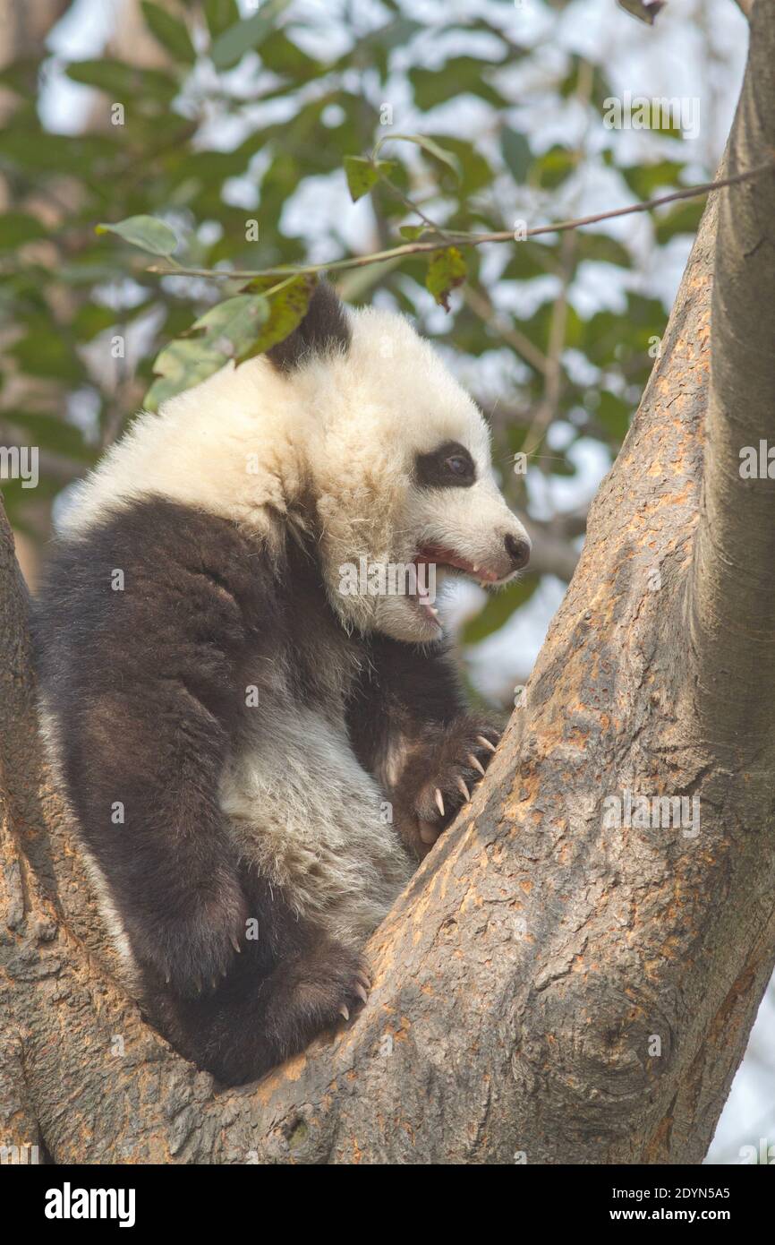 Chengdu, China, Young panda hanging in a tree at the Chengdu Research ...