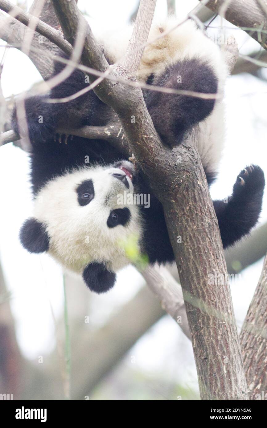 Chengdu, China, Young panda hanging in a tree at the Chengdu Research ...