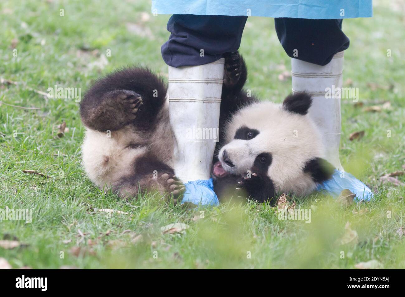 Young playful panda and a caretaker's legs at the Chengdu Research Base ...
