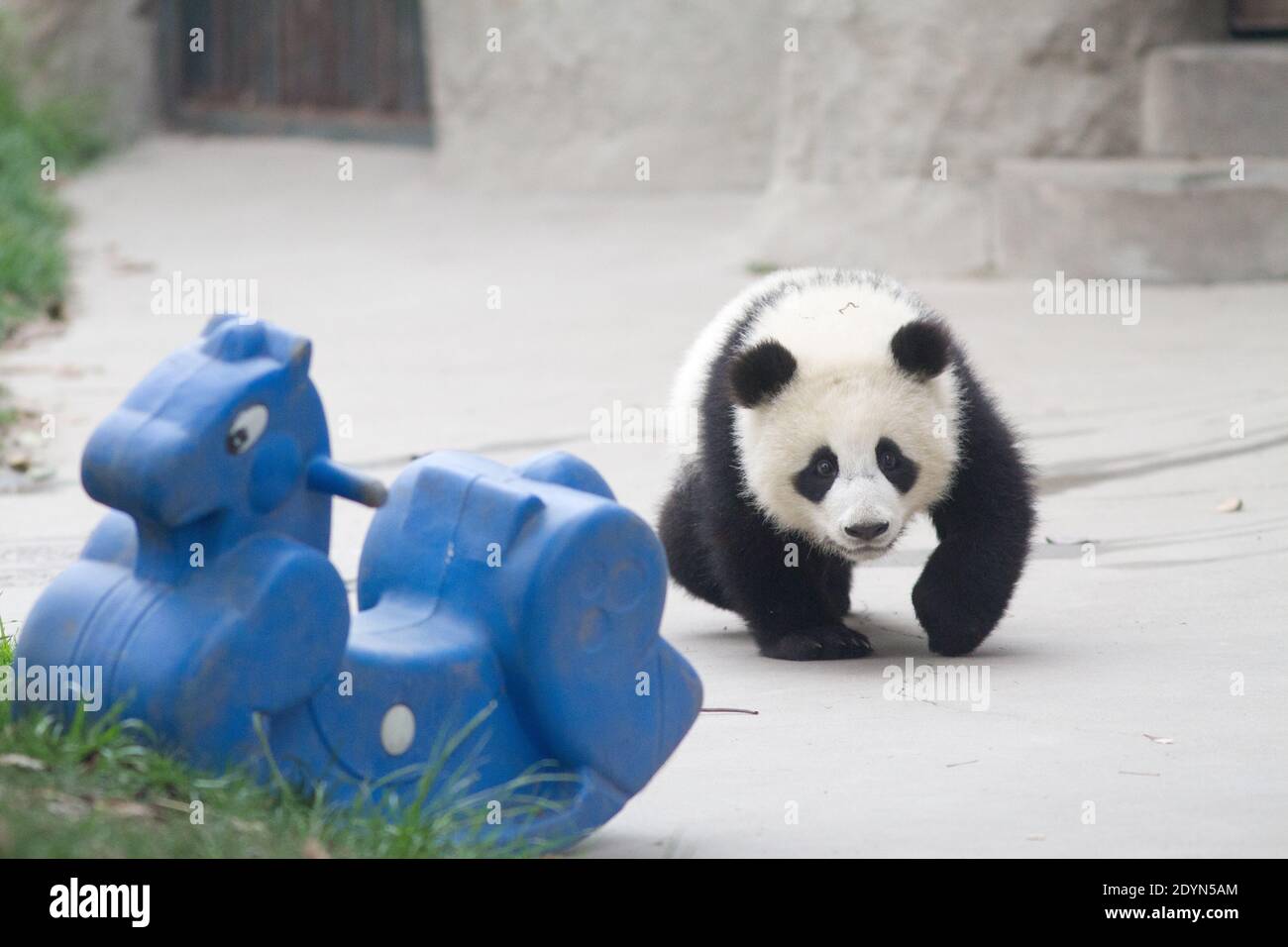 Chengdu, China, Young panda hanging in a tree at the Chengdu Research ...