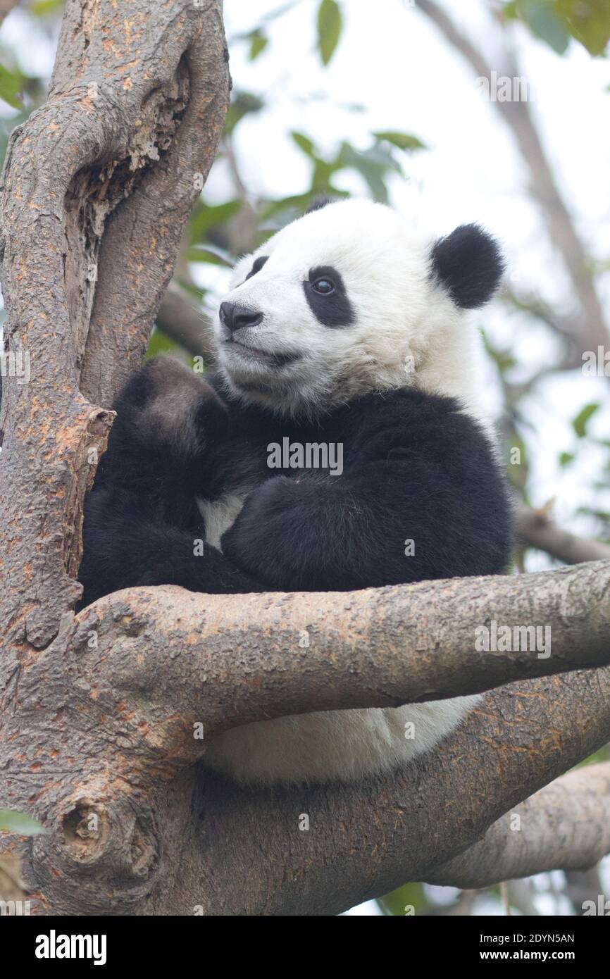 Chengdu, China, Young panda hanging in a tree at the Chengdu Research ...