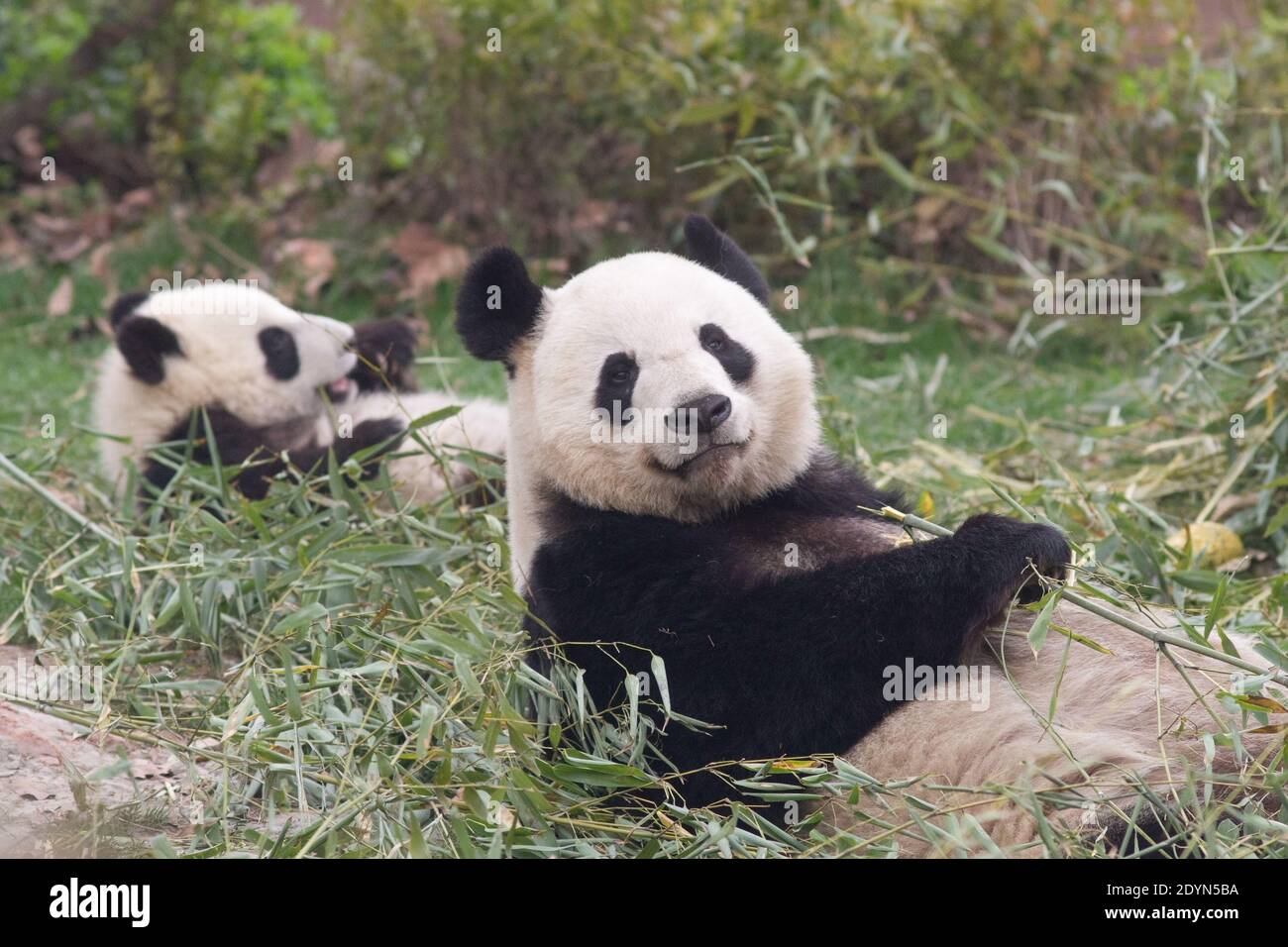 Chengdu, China, Pandas eating bamboo at the Chengdu Research Base Of ...