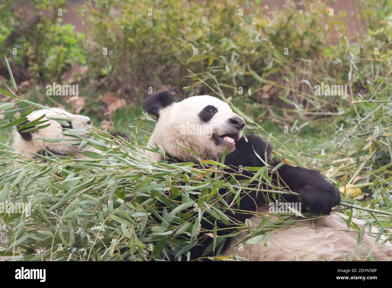 Chengdu, China, Pandas eating bamboo at the Chengdu Research Base Of ...