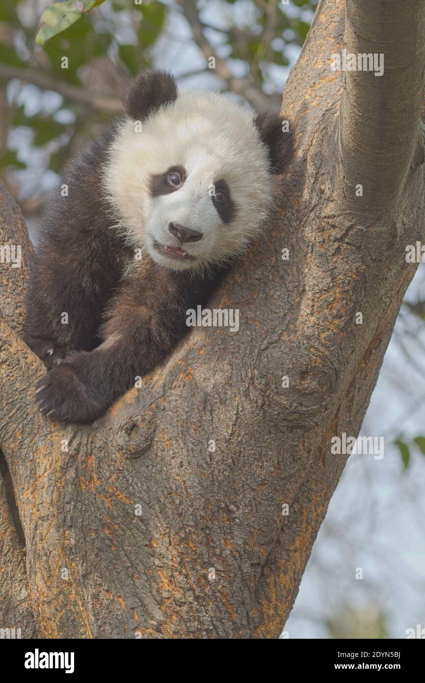 Chengdu, China, Young panda hanging in a tree at the Chengdu Research ...