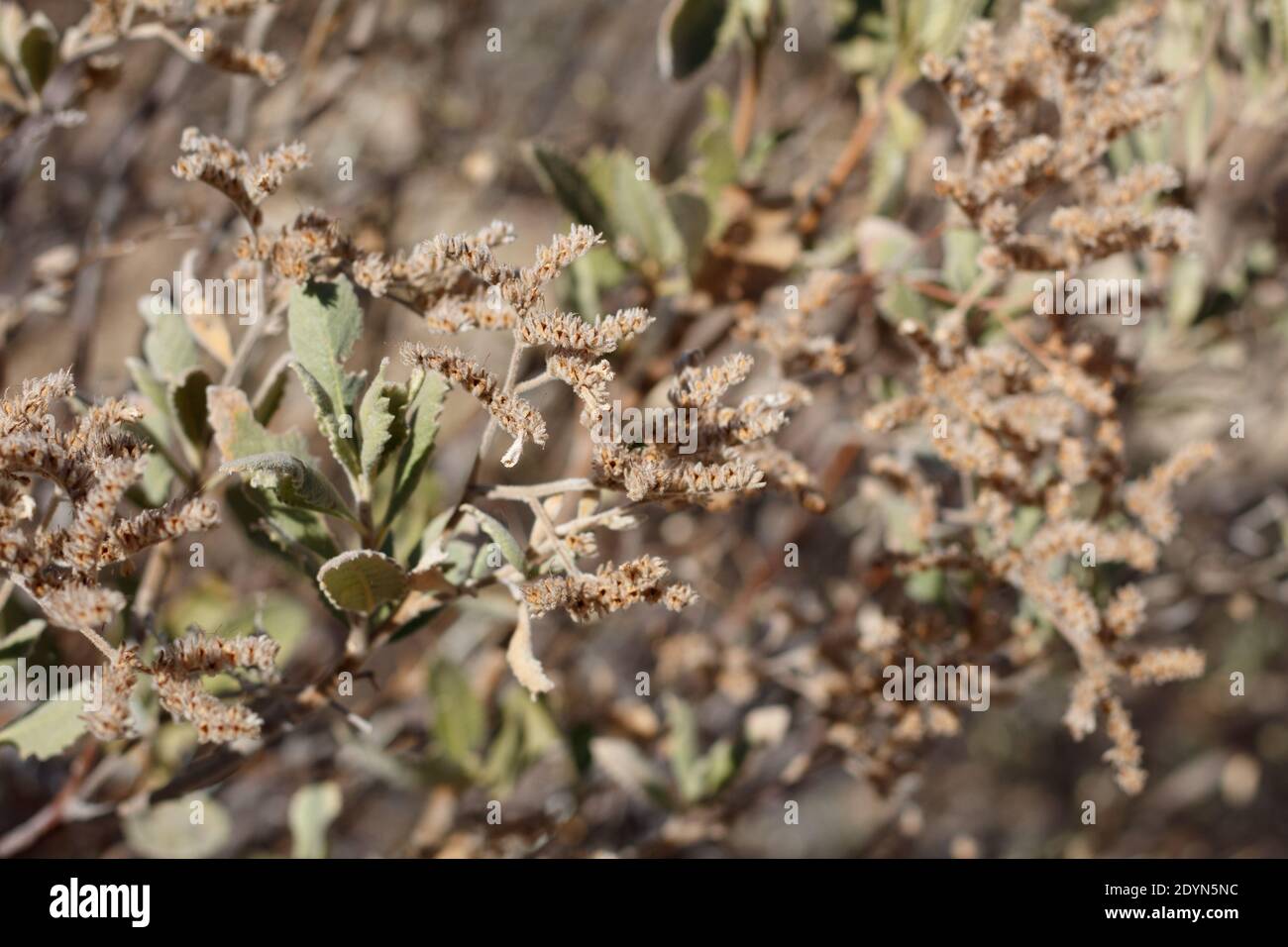 Thickleaf yerba santa hi-res stock photography and images - Alamy