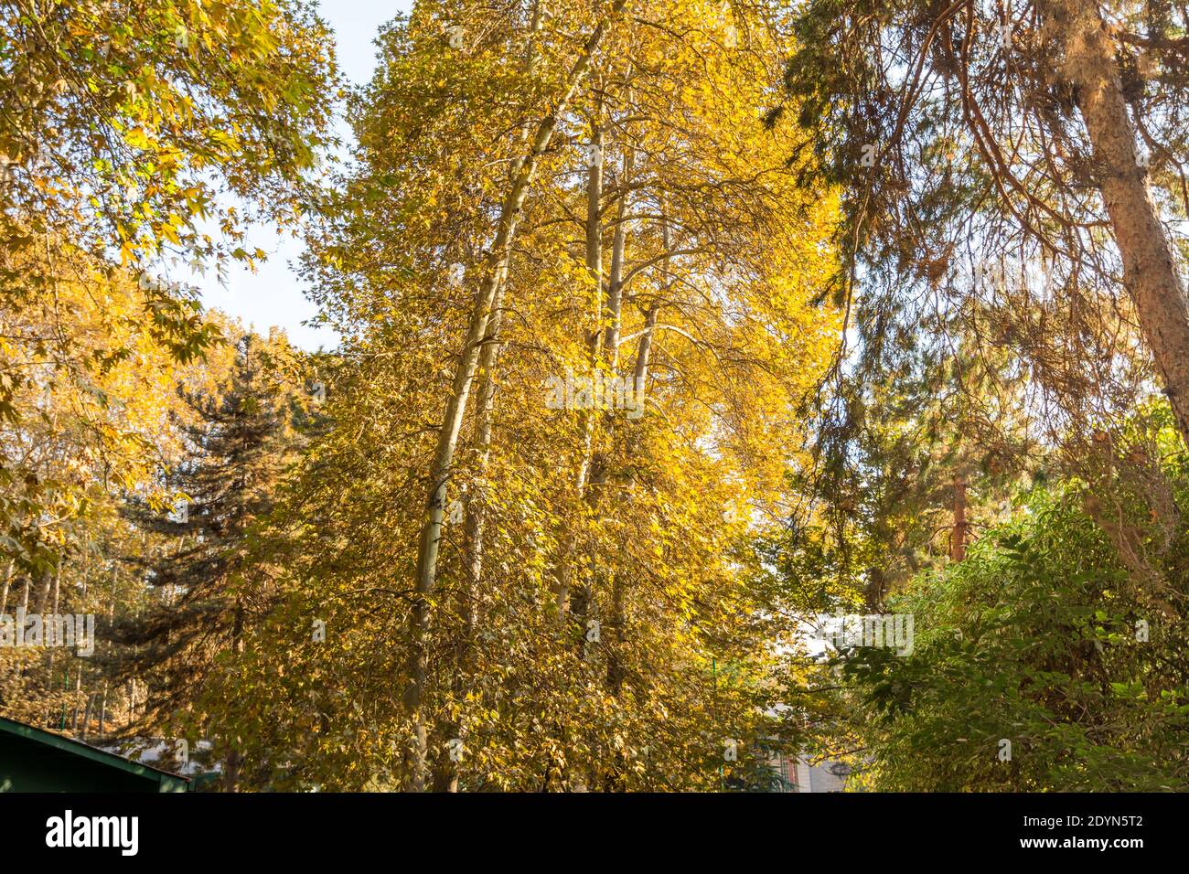 Golden forest in autumn in Sa'dabad palace Complex, built by the Qajar ...