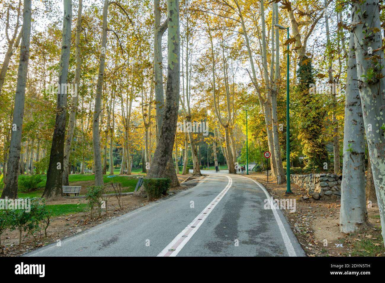 Golden forest in autumn in Sa'dabad palace Complex, built by the Qajar ...