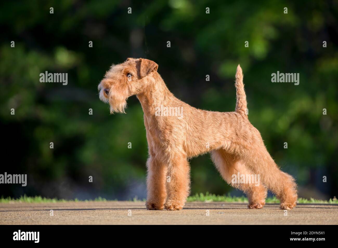 Lakeland terrier hi-res stock photography and images - Alamy