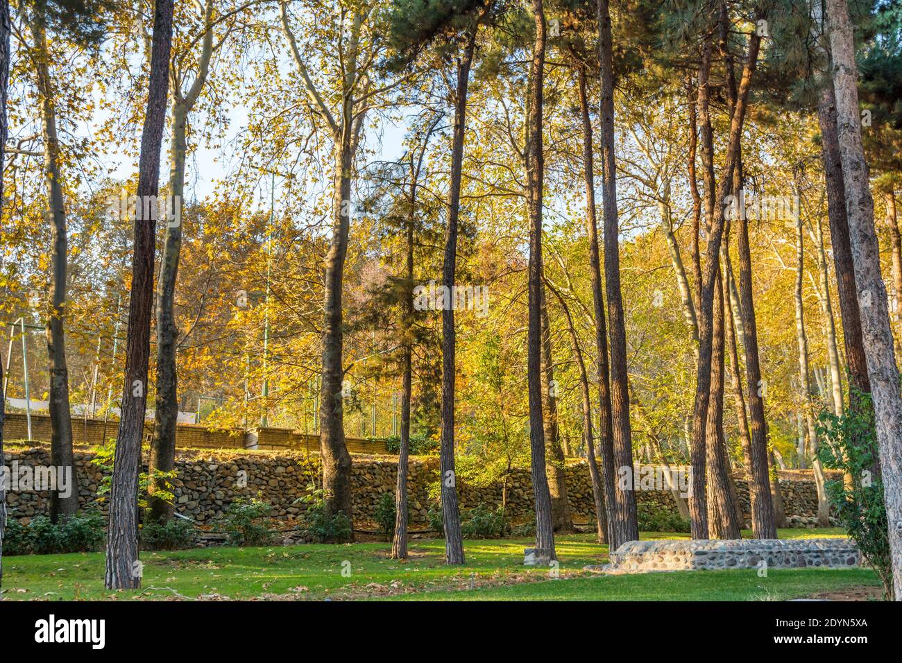 Golden forest in autumn in Sa'dabad palace Complex, built by the Qajar ...