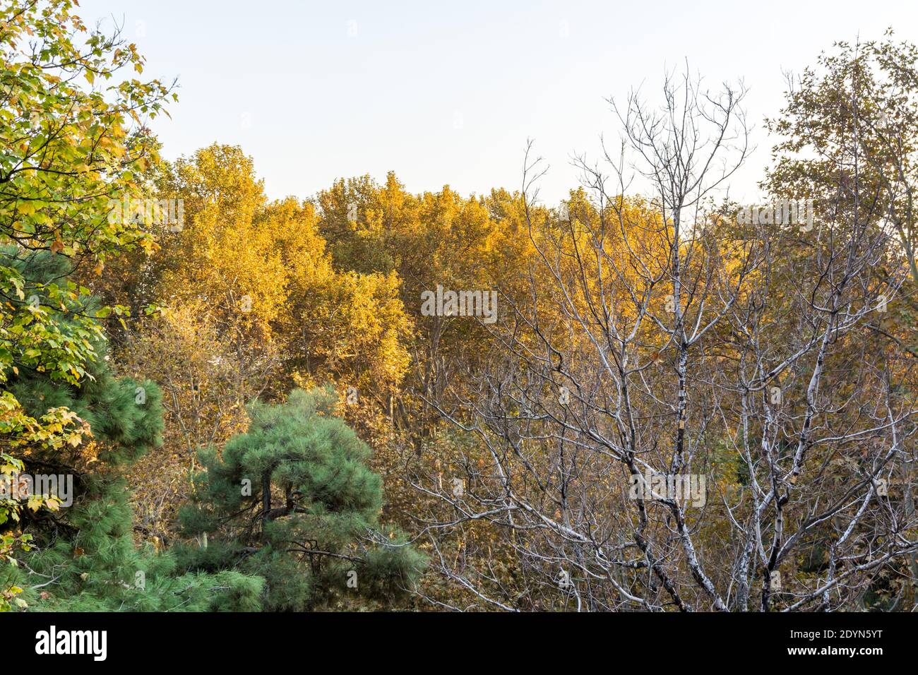 Golden forest in autumn in Sa'dabad palace Complex, built by the Qajar ...
