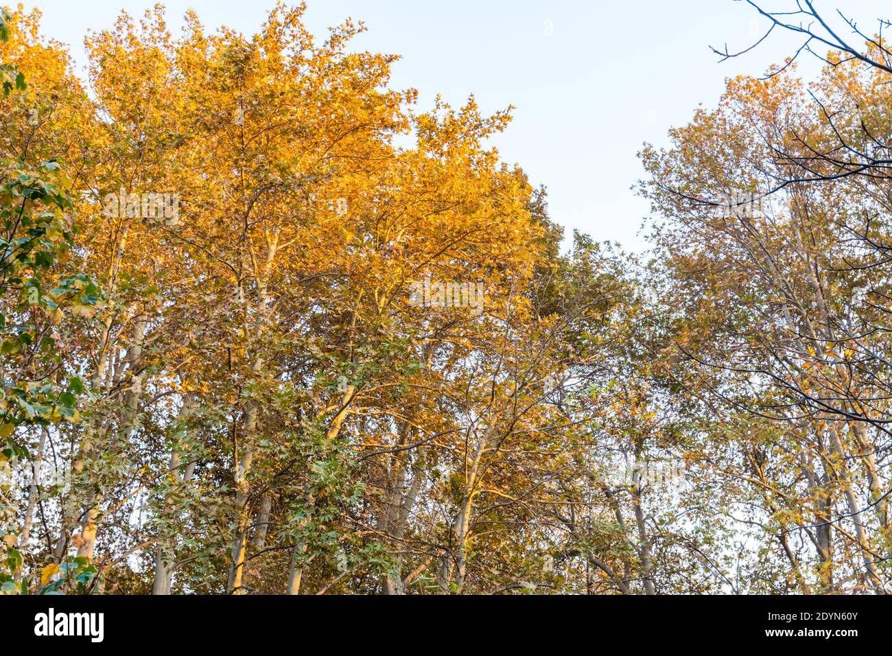 Golden forest in autumn in Sa'dabad palace Complex, built by the Qajar ...