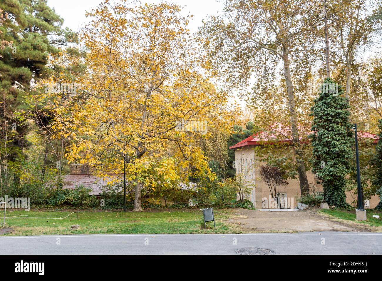 Golden forest in autumn in Sa'dabad palace Complex, built by the Qajar ...