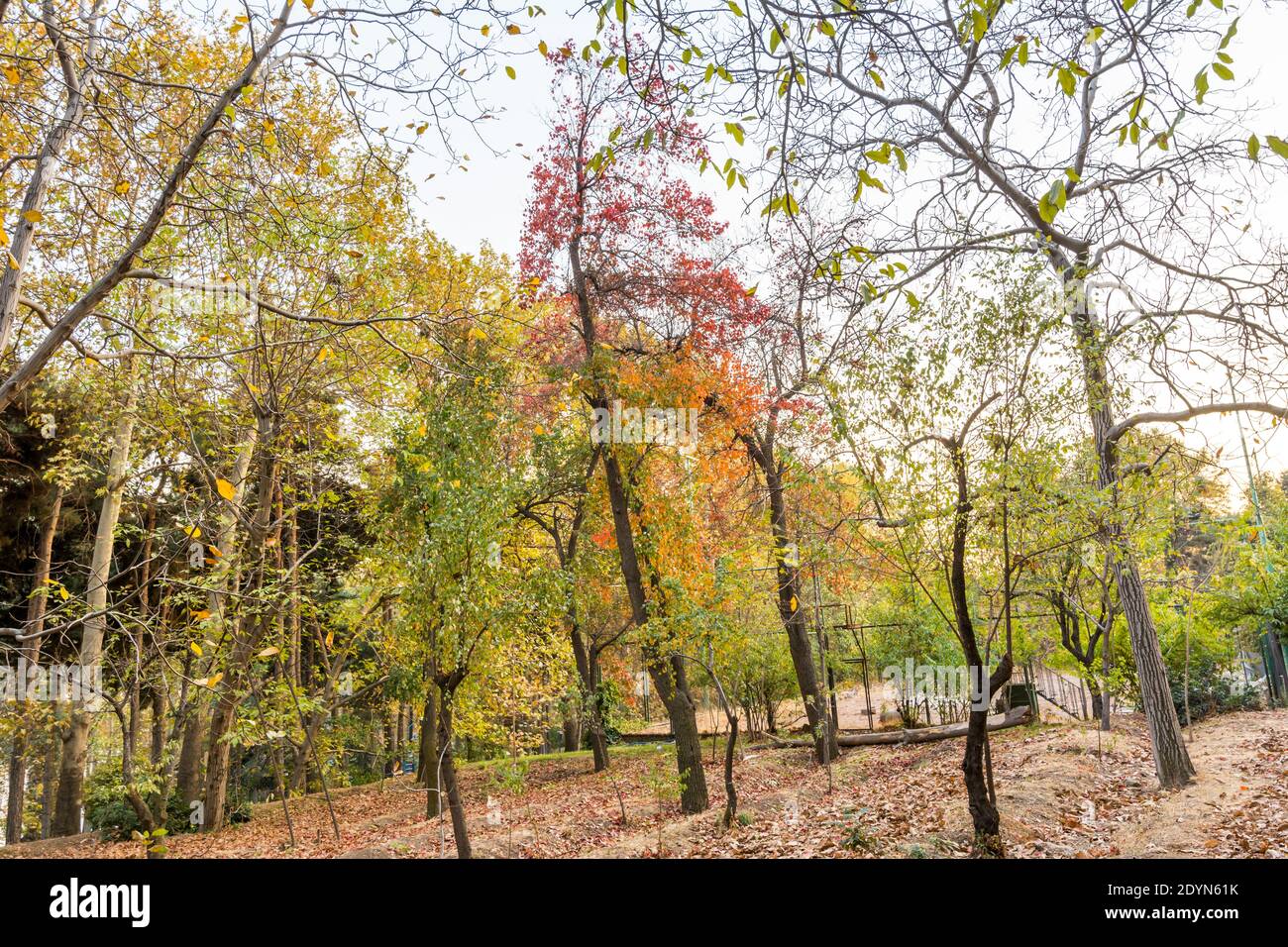 Golden forest in autumn in Sa'dabad palace Complex, built by the Qajar ...