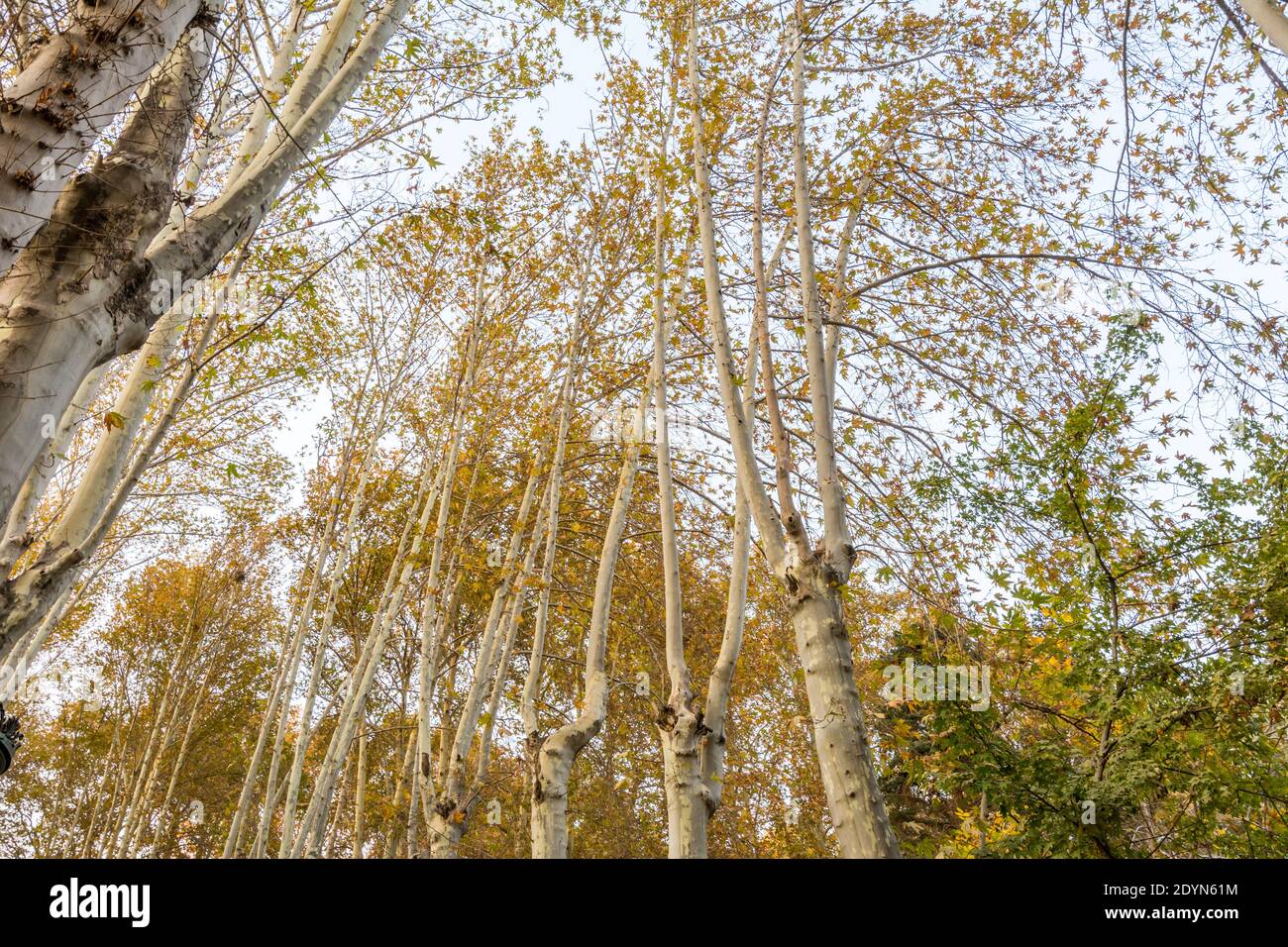 Golden forest in autumn in Sa'dabad palace Complex, built by the Qajar ...