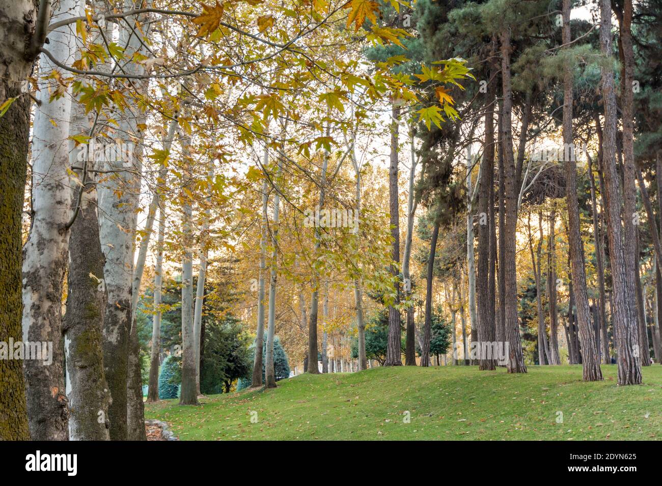 Golden forest in autumn in Sa'dabad palace Complex, built by the Qajar ...