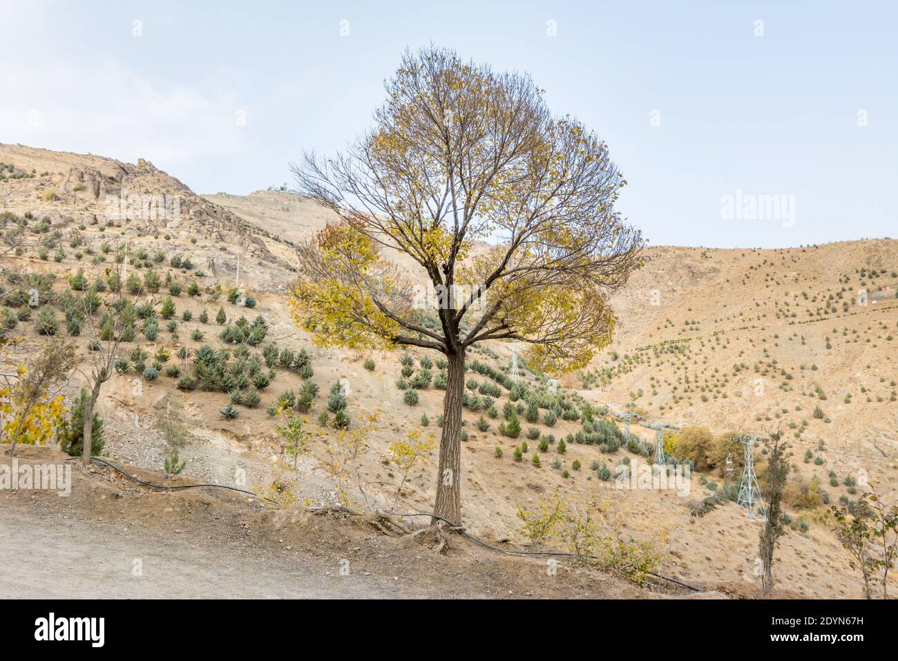 One tree with golden leaves with mountain background on the roadside to ...