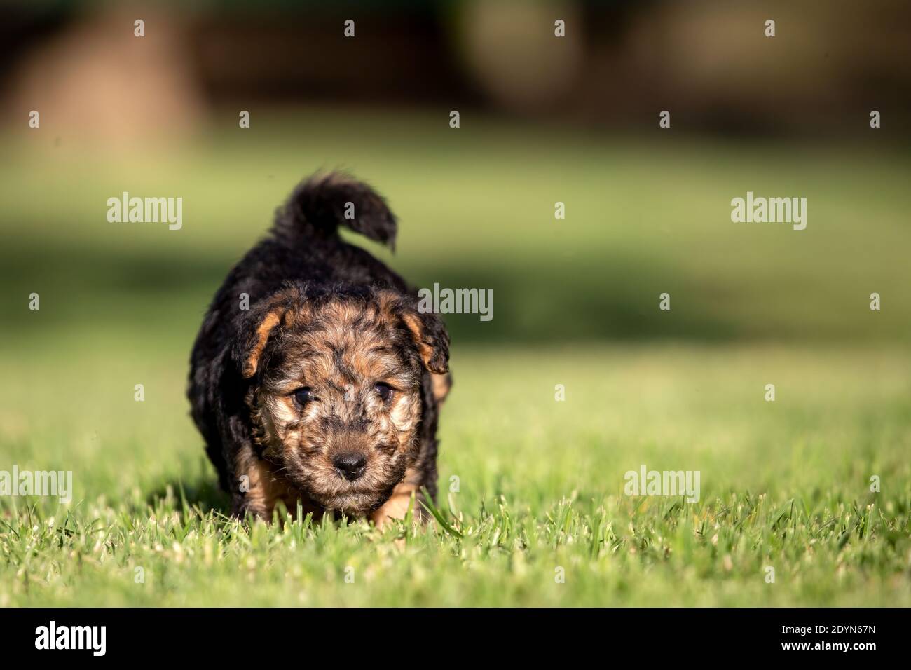 Cute Lakeland Terrier puppy on green grass Stock Photo - Alamy