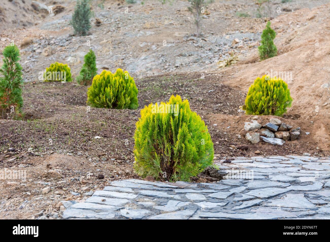 Little fir trees plated on the roadside to Tochal mountain, Tehran ...