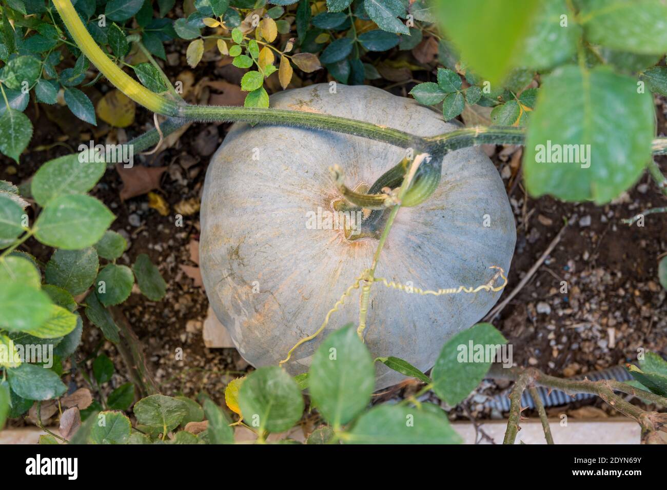 Yellow pumpkin growing in the garden in Iran Stock Photo - Alamy