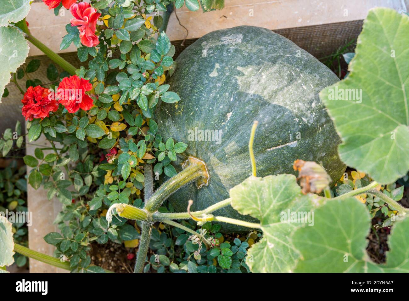 Green pumpkin growing in the rose flower garden in Iran Stock Photo - Alamy