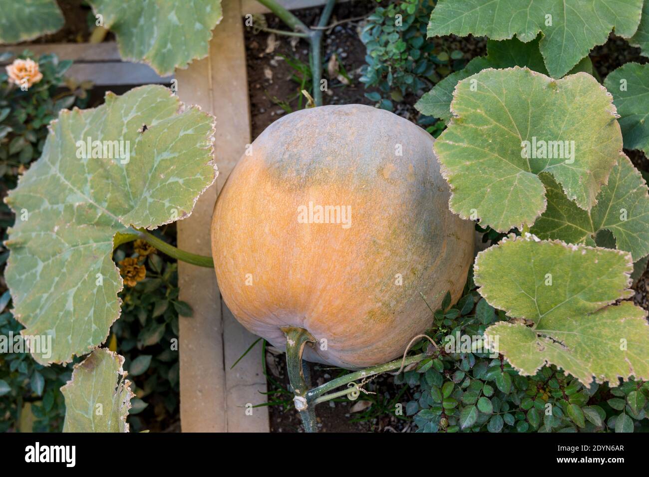 Yellow pumpkin growing in the garden in Iran Stock Photo - Alamy