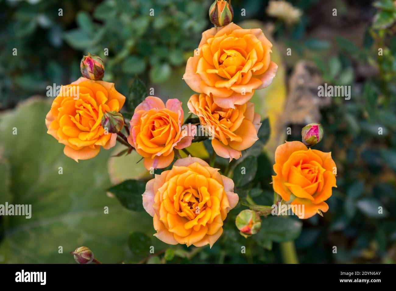 Spring in tehran hi-res stock photography and images - Alamy