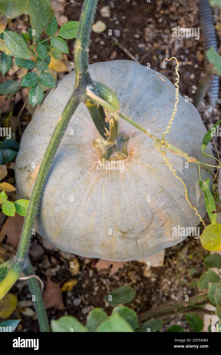 Yellow pumpkin farm plantation hi-res stock photography and images - Alamy