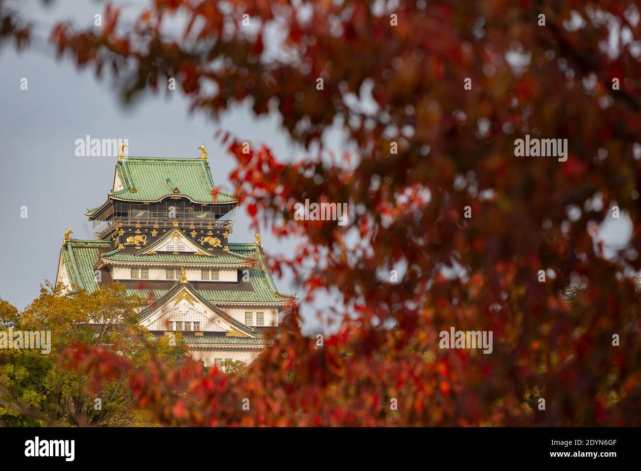 Red, yellow and orange cherry tree leaves frame Osaka Castle Stock ...