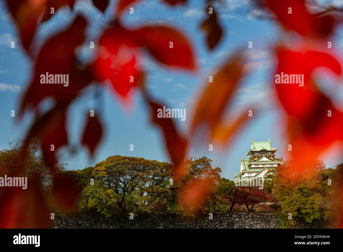 Red, yellow and orange cherry tree leaves frame Osaka Castle Stock ...