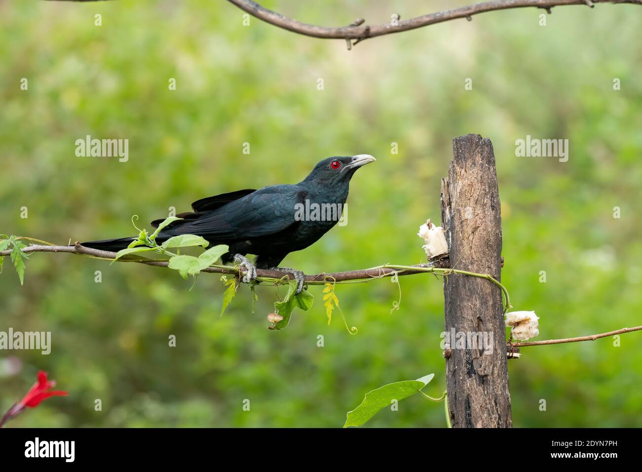 Koel Bird High Resolution Stock Photography and Images - Alamy