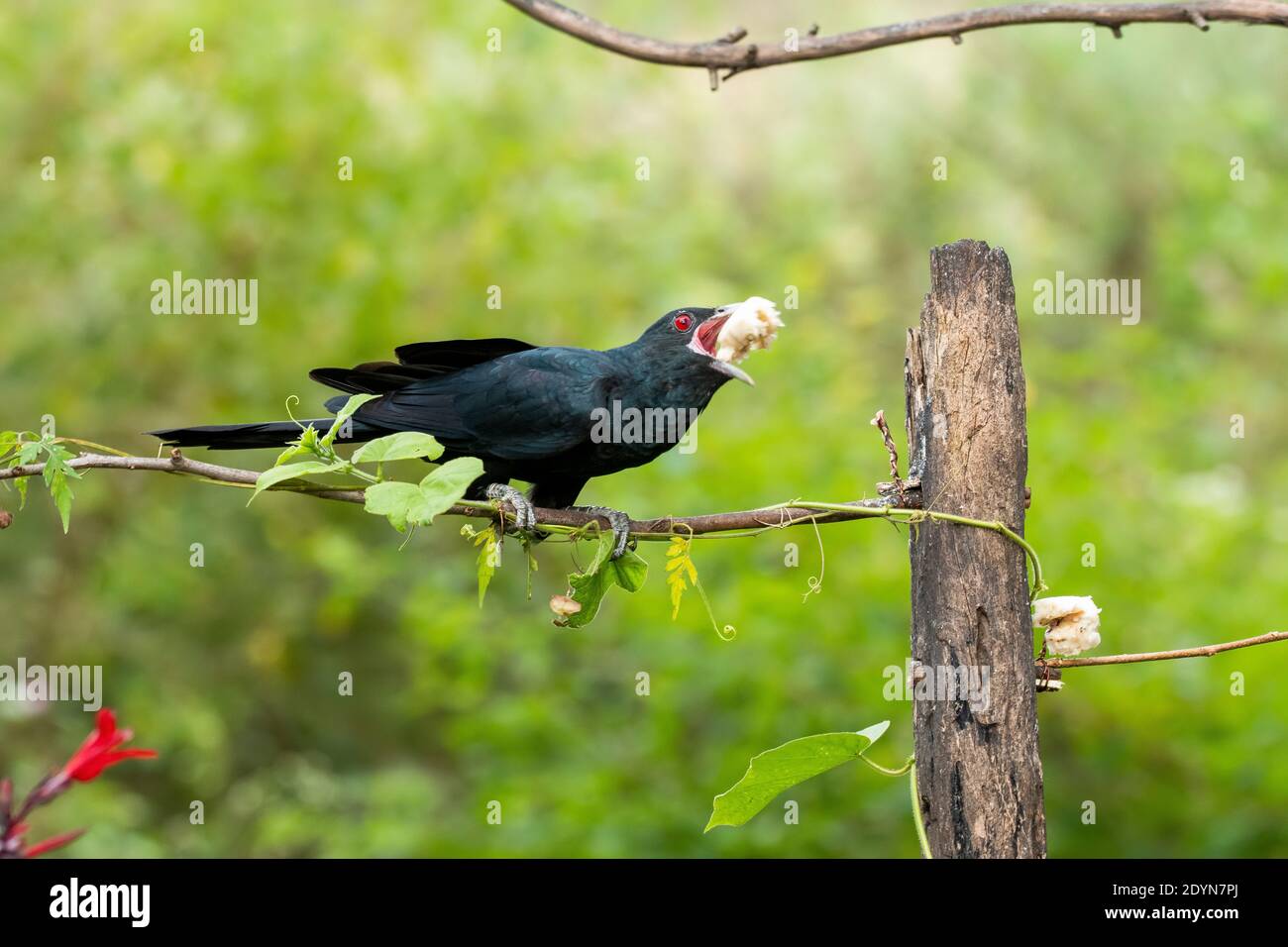 Koel Bird High Resolution Stock Photography and Images - Alamy