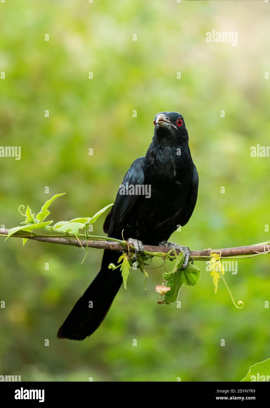 Indian Koel Cuckoo High Resolution Stock Photography and Images - Alamy