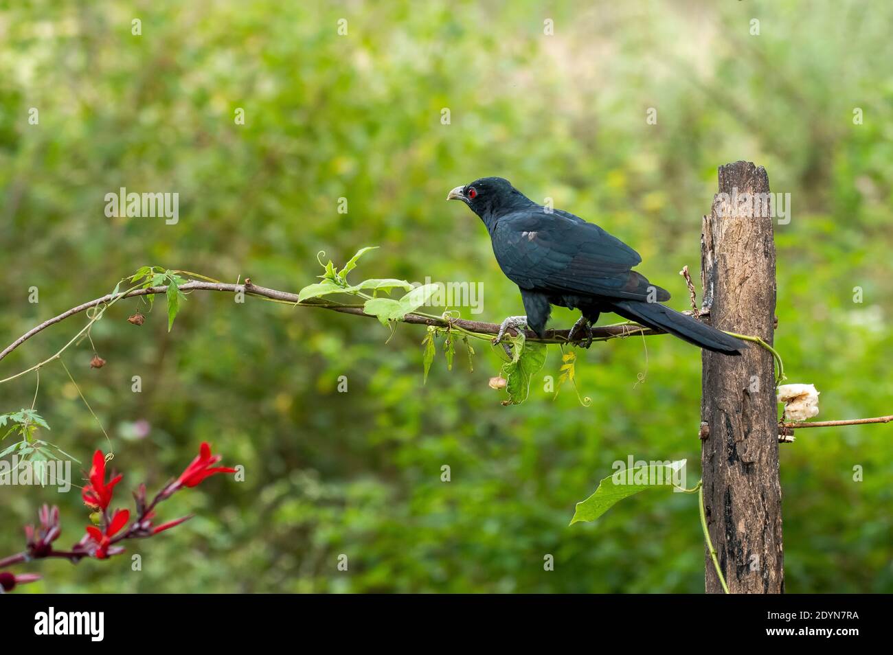 Koel Bird High Resolution Stock Photography and Images - Alamy