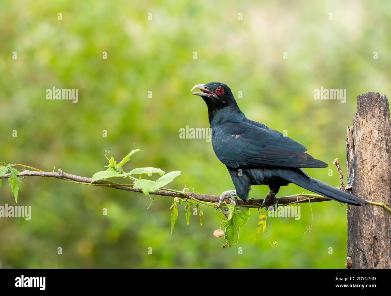 Koel bird hi-res stock photography and images - Alamy